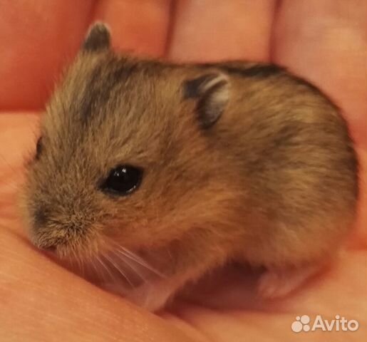 Джунгарские и Кэмпбелла хомячки (клетки, доставка)