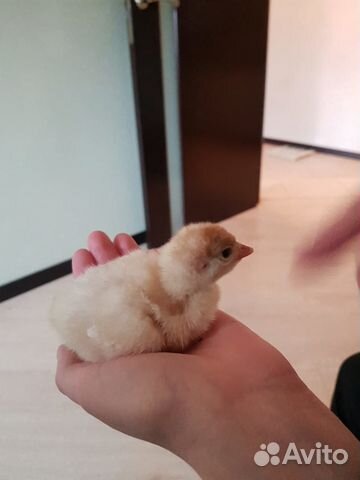 Индюшата Биг 6 суточные (1 сутки, вывод- 26.06.18)