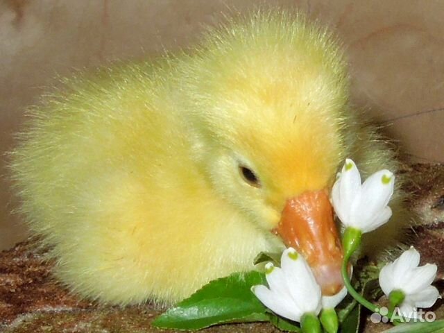 Гусята породы Линда