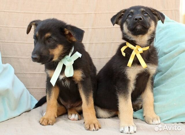 Великолепные щенки - подпалые Лялечки красавцы