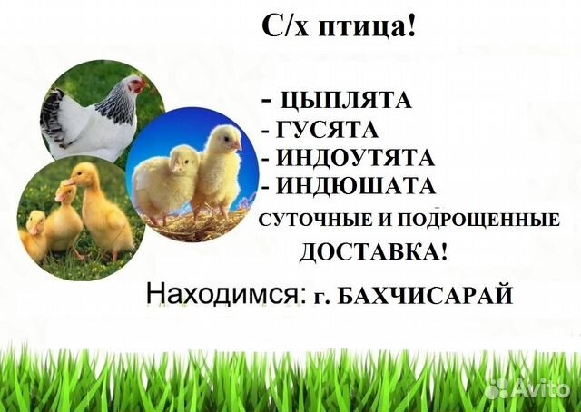 С/х птица цыплята, индоутята