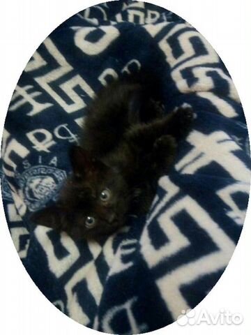 Котенок - черный Малыш в хорошие руки