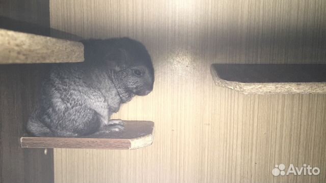 Шиншиллы девочки со всем приданным