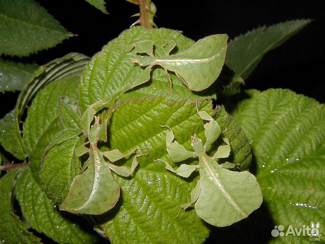 Палочники листовидка и австралийский - только яйца