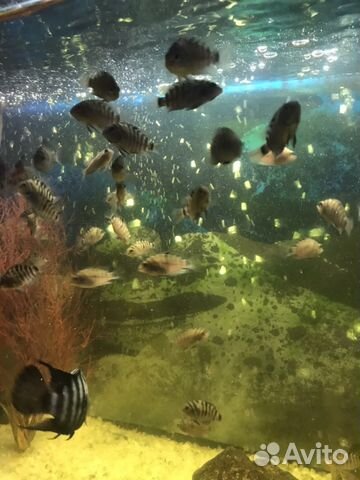 Мальки цихлозомы чернополосой