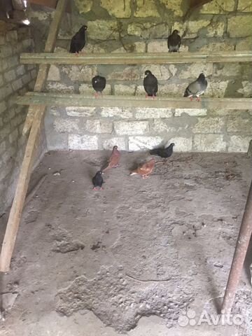 Николаевские голуби, благодарненские