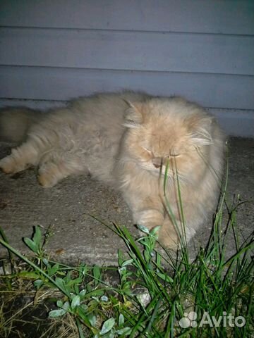 Пропал кот перс
