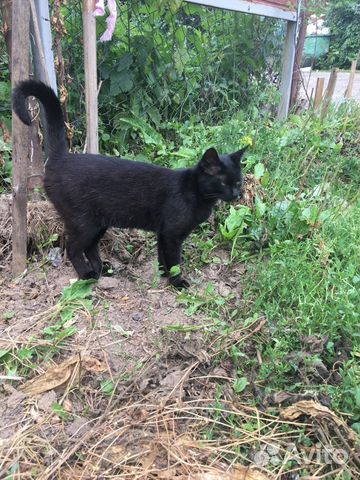 Пристрою ночку в добрые ручки