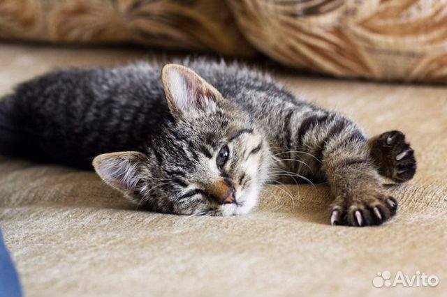 Девочка, полгода