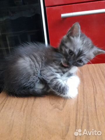 Миленький мальчишка ищет дом