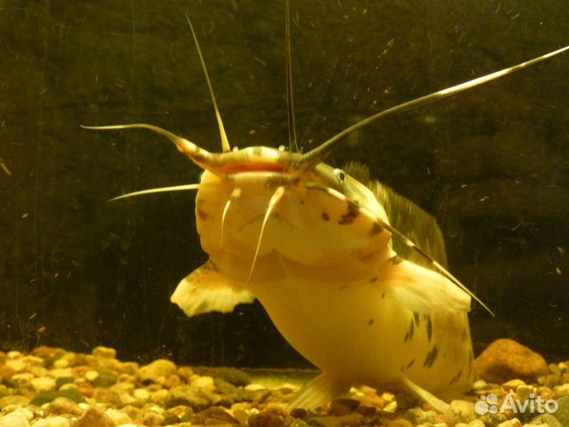 Сом-клариус обмен