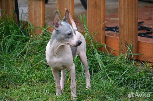 Голые терьеры