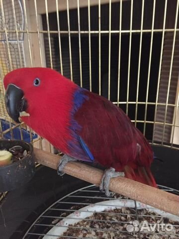 Попугай эклектус