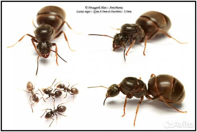 Муравьи Lasius Niger
