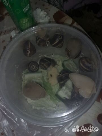 Виноградные улитки