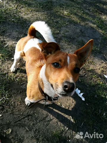 Молодой кабель Джек Рассел