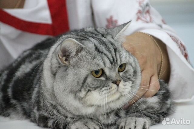 Вязка большой международный чемпион