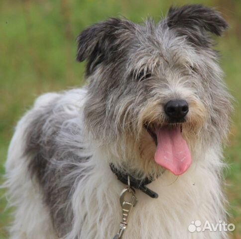 Малышка Лада ищет хозяина