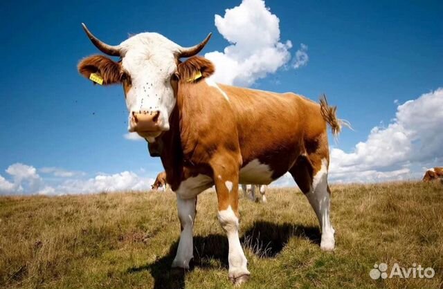 Быки живым весом