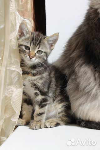 Котёнок девочка