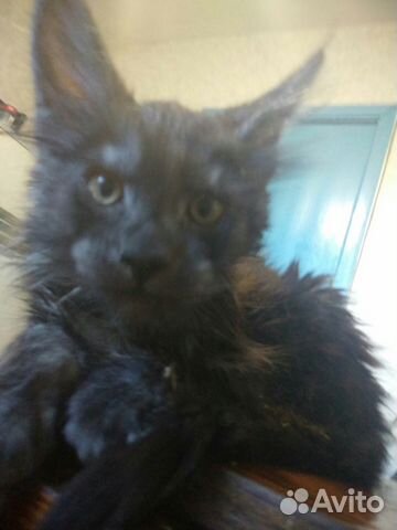 Котята мейн-куны от родословных родителей