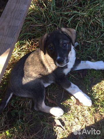 Отдаются две девочки(им грозит смерть)