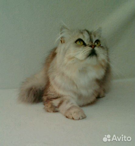 Шотландская