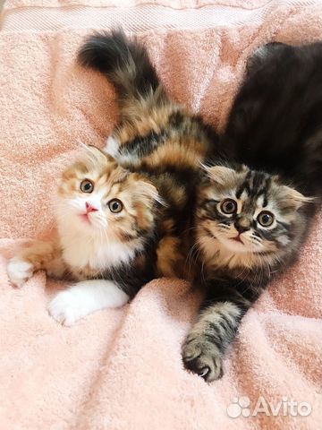 Котятки-медвежатки