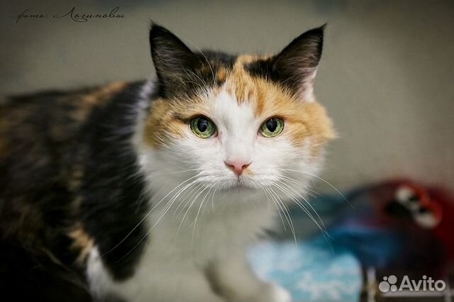 Красавица кошечка Зина