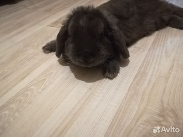 Отдам в хорошие руки