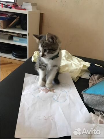 Отдам котёнка