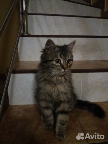 Милейший и бойкий котенок