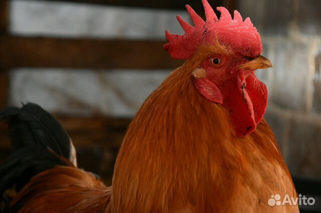 Петухи