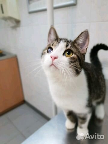 Котята, кот 6 мес, кошки
