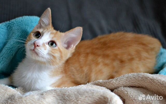 Котенок, шустрый белорыжик 4 месяца