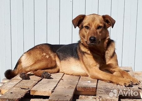 Марша отдам в добрые руки