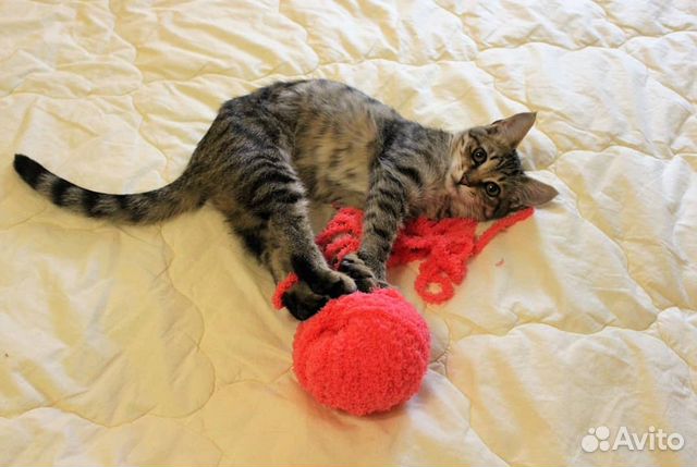 Малышка Молли ищет дом