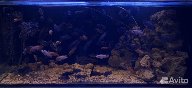 Аквариум