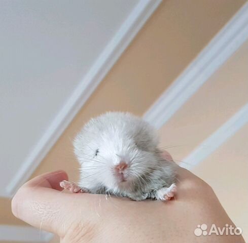 Шиншилла, 100 носитель ангоры