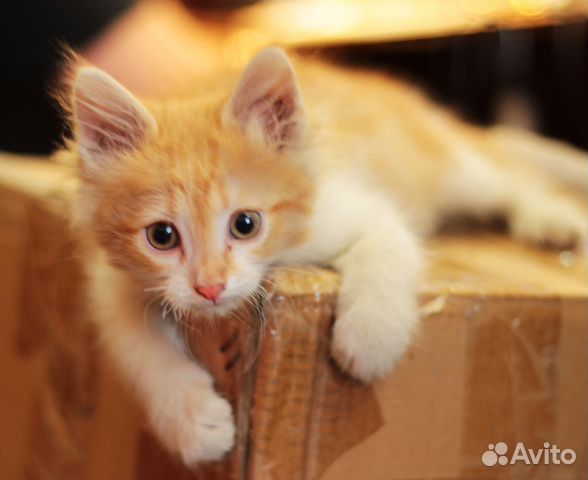 Озорной мальчишка Саймон