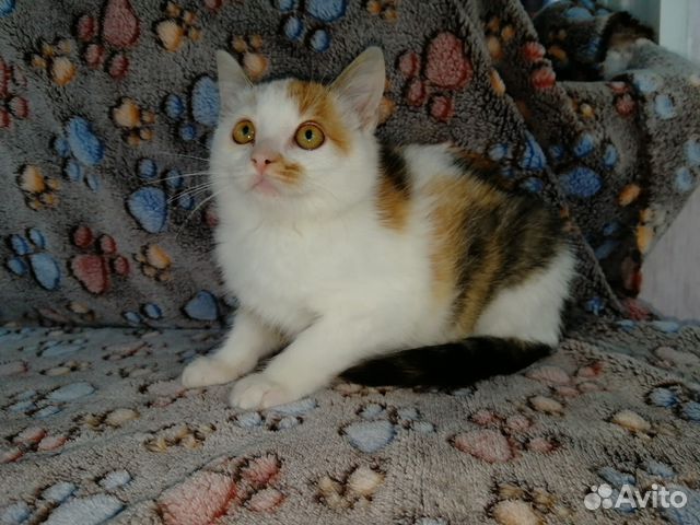 Двухмесячная Миринда в добрые руки