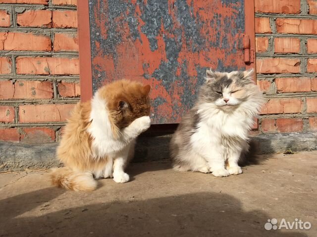 Машка Персидская