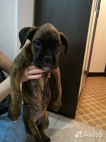 Продаются щенки немецкого боксёра