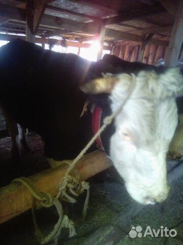 Продам быка