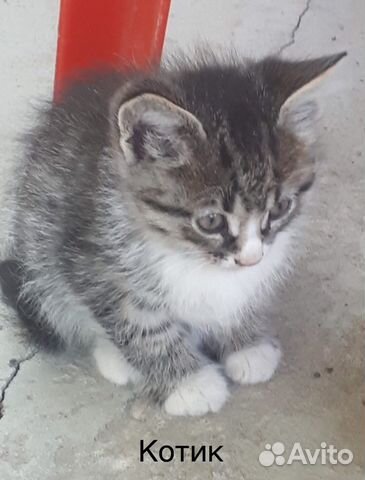 Котята ищут любящую семью