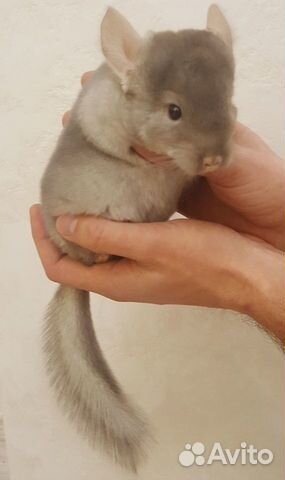 Шиншиллы