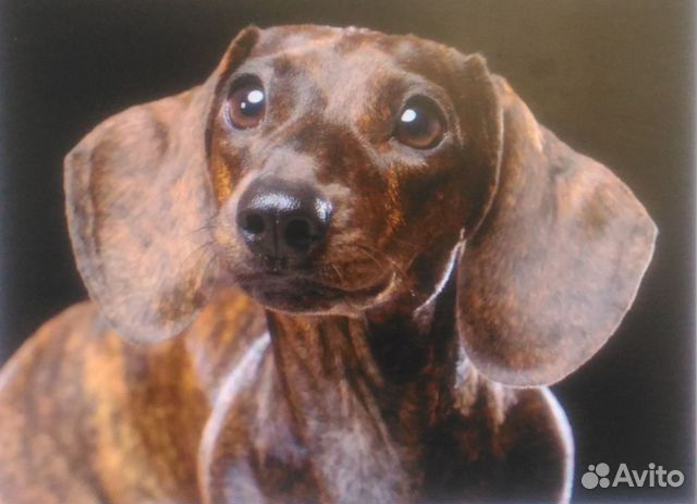 Юная такса-леди