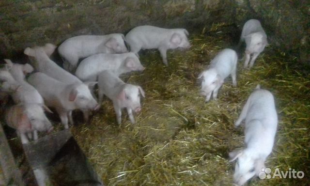 Поросята, индо утки и кролики