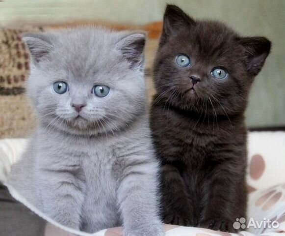 Два плюшевых британских котика