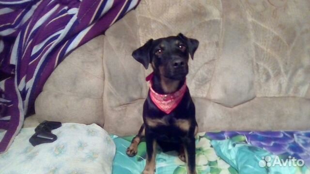 Пропал ягдтерьер